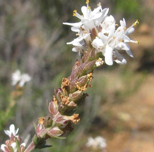 Selago articulata · iNaturalist