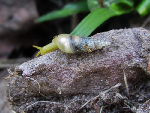 Short Awl Snail (Euonyma tugelensis) · iNaturalist