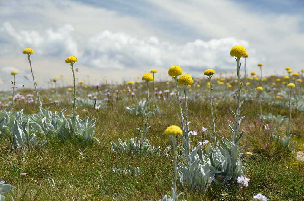 Woolly Billy-buttons from Tumbarumba, Kosciuszko, AU-NS, AU on January ...