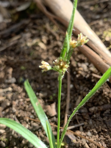 variedad Luzula meridionalis meridionalis · NaturaLista Colombia
