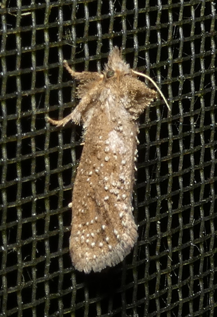 Grass Tubeworm Moths from Zona rural de Paudalho - Pernambuco on August ...