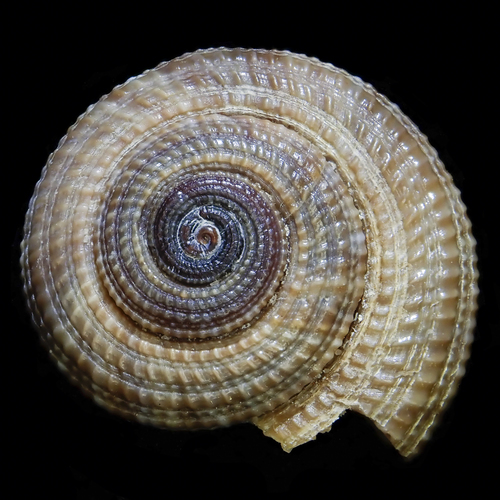 Heliacus infundibuliformis · iNaturalist Mexico