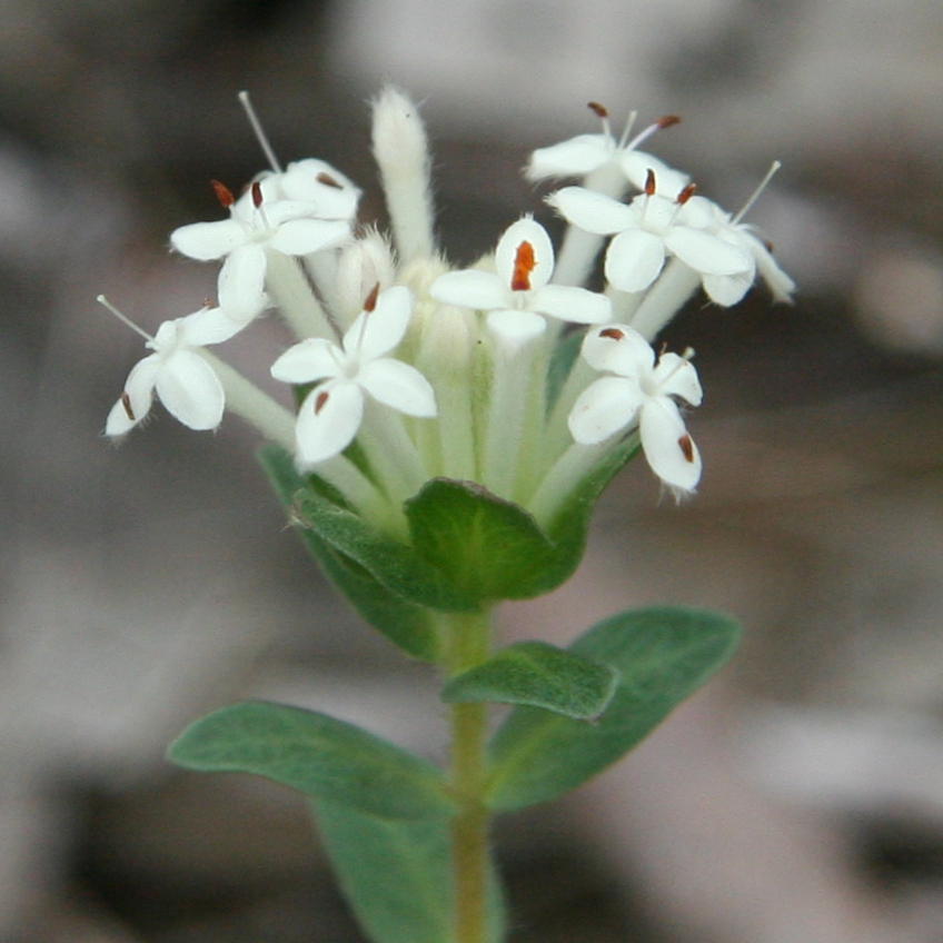 Common Rice-flower (Pimelea humilis) - Botanical Realm