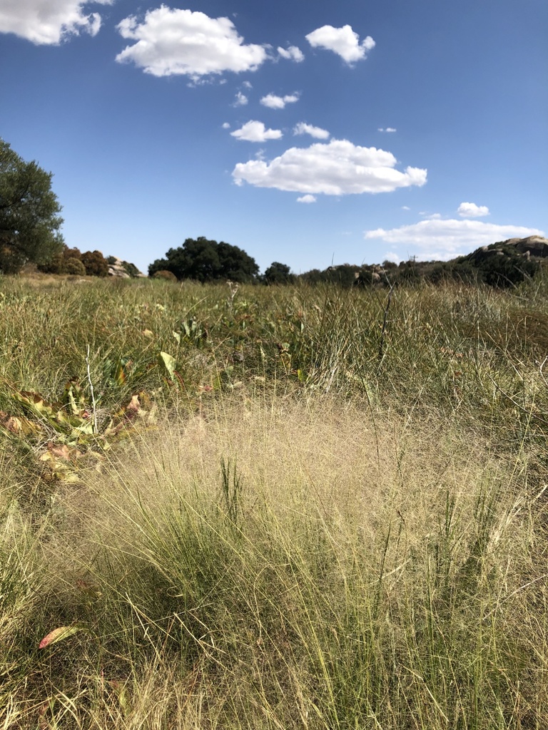 scratch grass from Boulevard, CA, US on September 12, 2021 at 01:22 PM ...