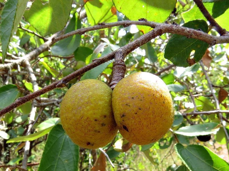 Giant Raisin (Grewia hexamita) - Botanical Realm