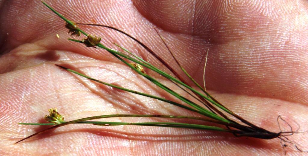 Annual Rush-sedge from Dassenberg Farm w railroad on October 01, 2015 ...