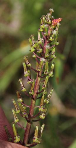 Common Bulb Arrowgrass (Subspecies Triglochin bulbosa bulbosa ...
