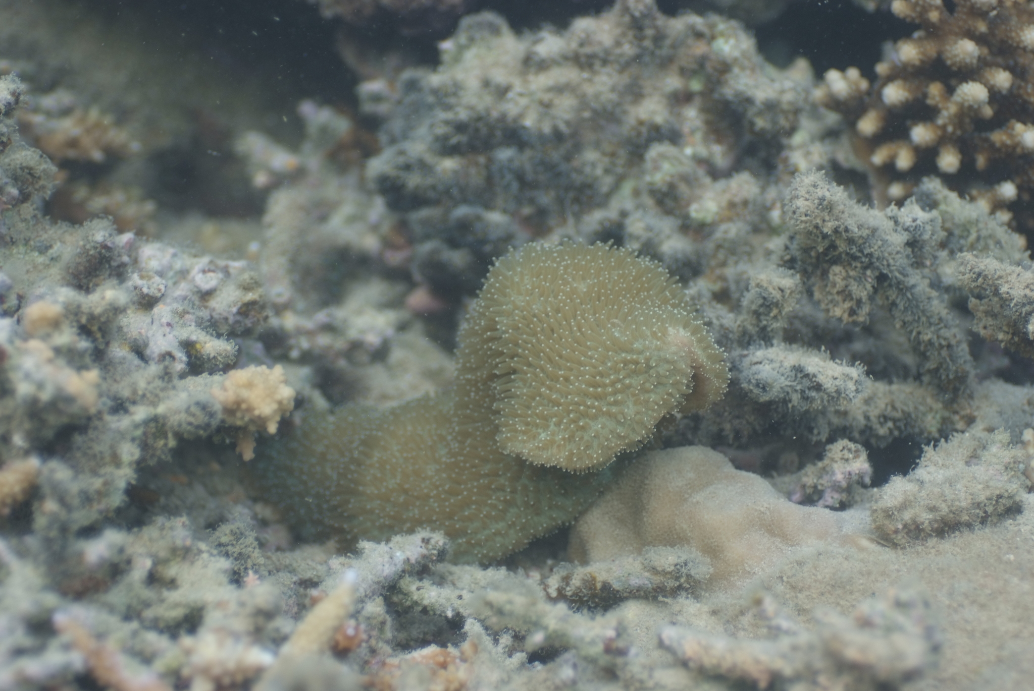 Polyphyllia talpina (Lamarck, 1801)