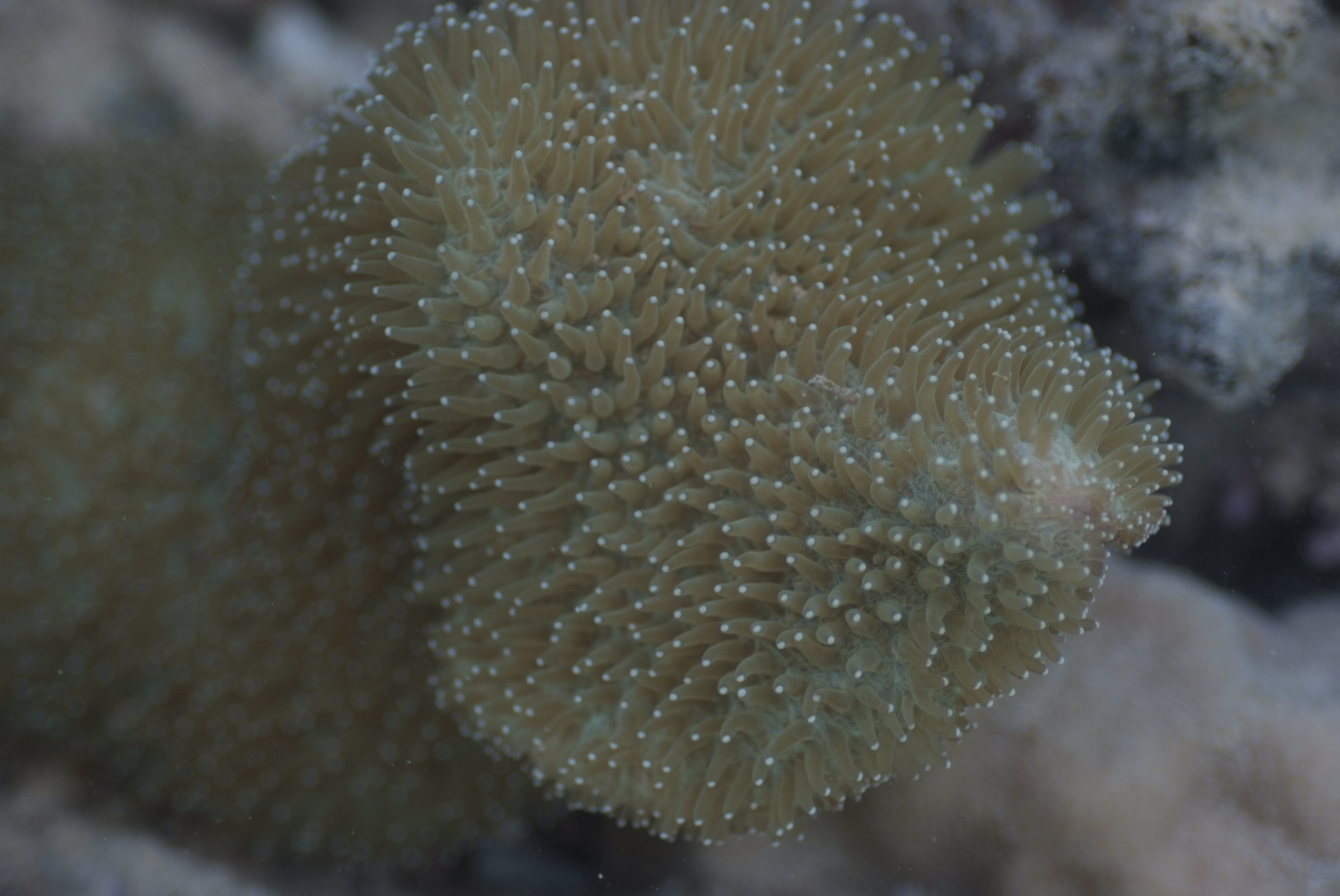 Polyphyllia talpina (Lamarck, 1801)