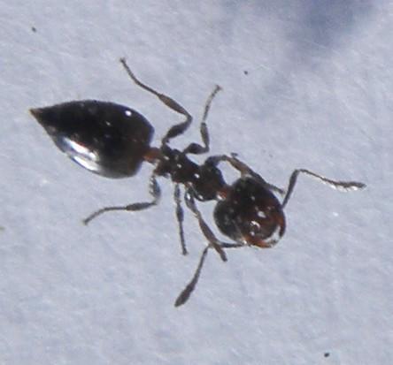 Matroosberg Cocktail Ant (Crematogaster orobia) · iNaturalist