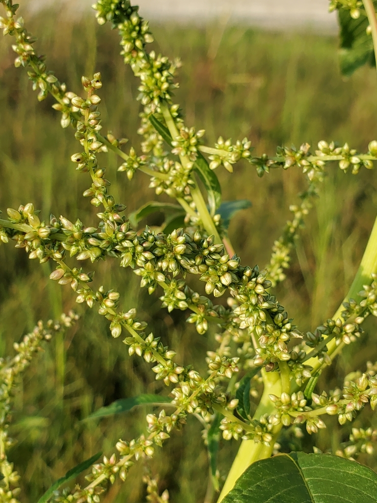 Southern Amaranth (Amaranthus australis) - Botanical Realm