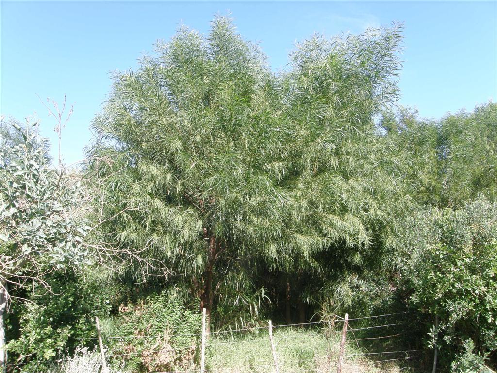 golden wreath wattle from R406, Genadendal on November 22, 2015 by ...