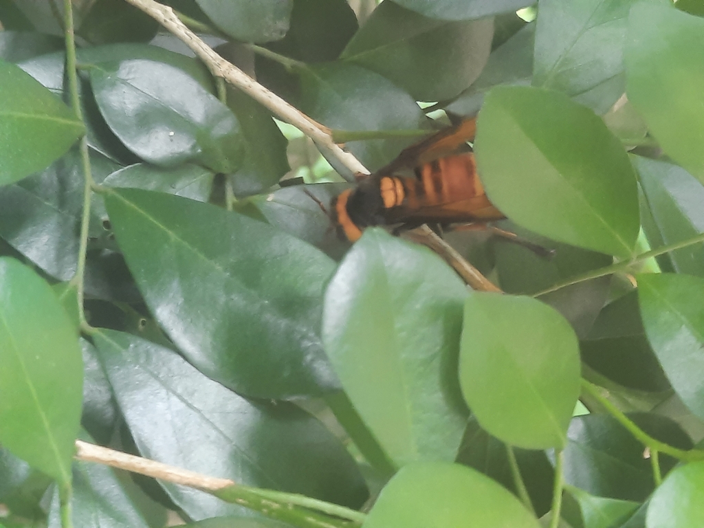 Southern Giant Hornet from Tai Po Kau, Hong Kong on September 12, 2021 ...