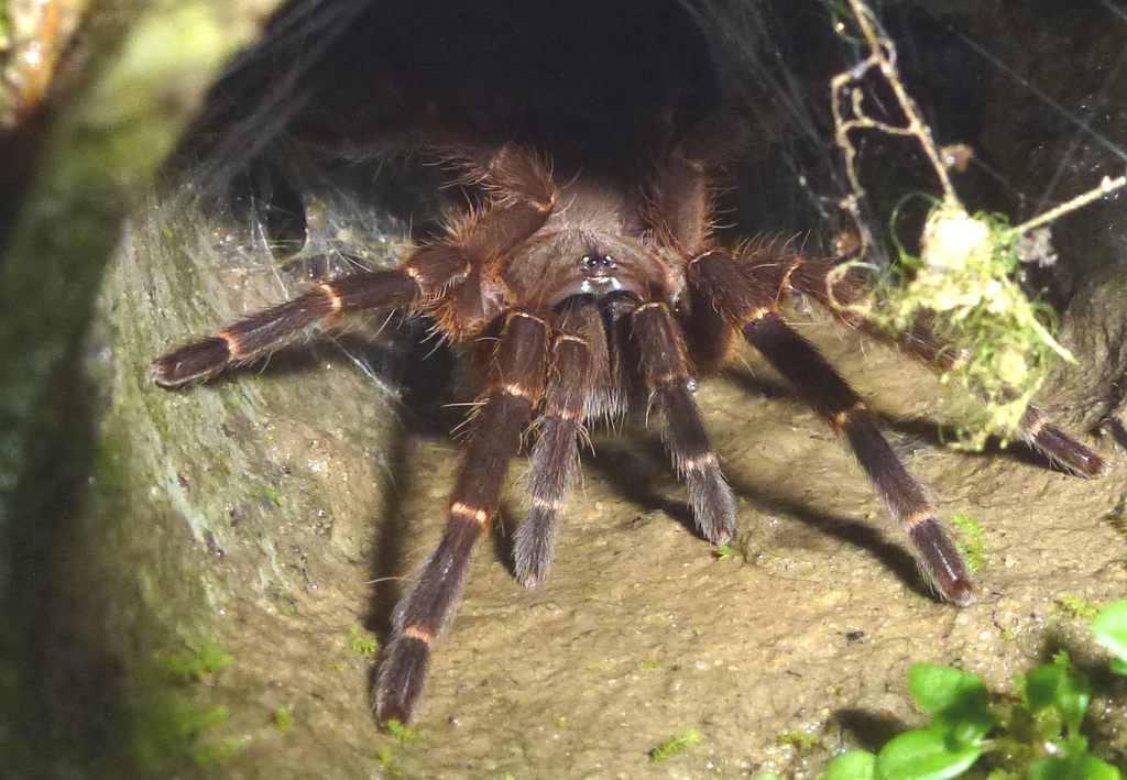 Asia-Pacific Tarantulas from Kota Kinabalu, Sabah, Malaysia on April 29 ...