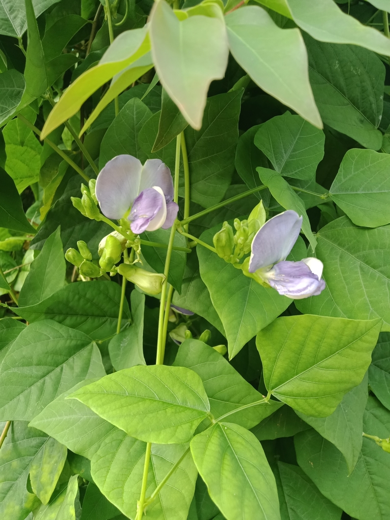 Winged Bean (Psophocarpus tetragonolobus) - Botanical Realm