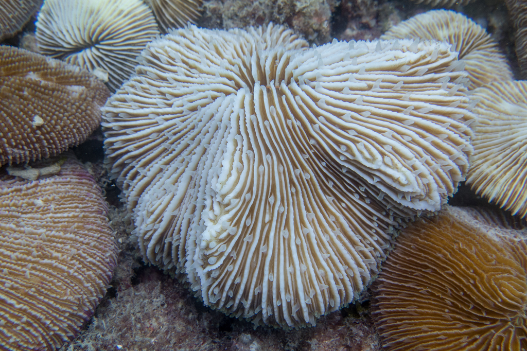 Plate Corals in June 2017 by New Heaven Reef Conservation Program ...