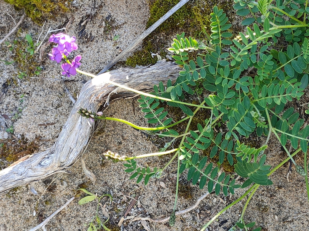 Swainsona lessertiifolia from Sorrento VIC 3943, Australia on September ...