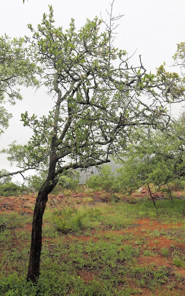 Gousiekte Tree from Hamasha Camp, Leshiba, Soutpansberg on January 10 ...