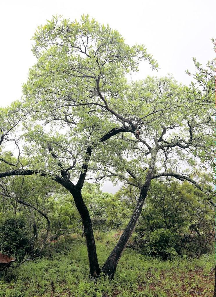 silver terminalia (Terminalia sericea) - Botanical Realm