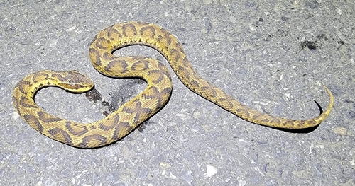 Short-tailed Mamushi (Gloydius brevicauda) - Snakes and Lizards