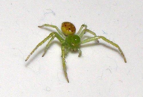 Speckled Flower Spider (Diaea puncta) · iNaturalist
