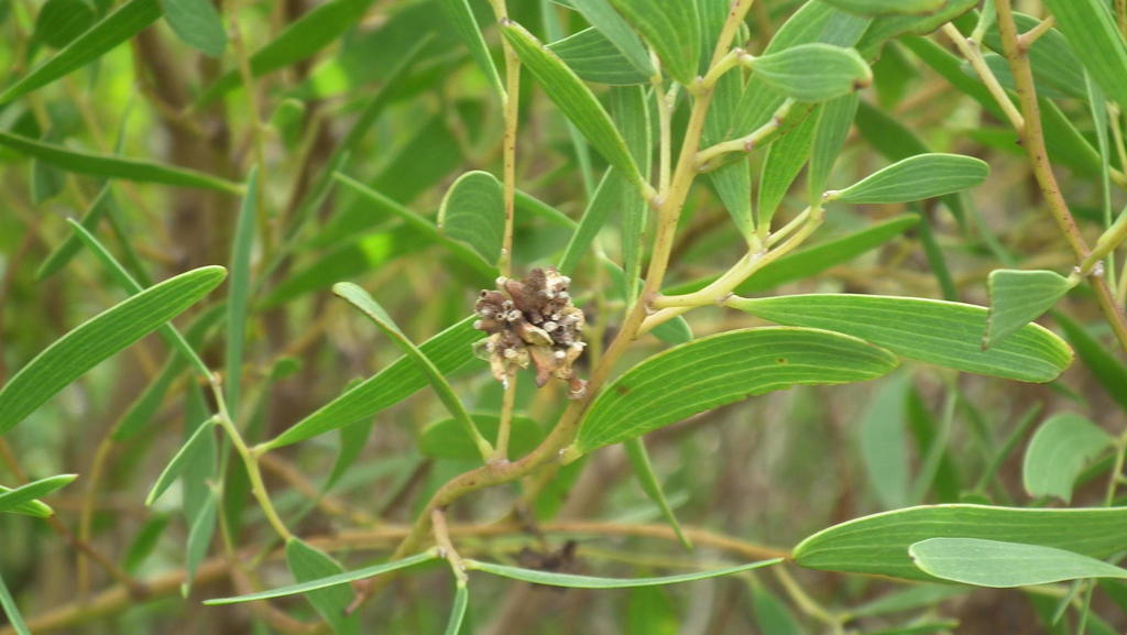 Rooikrans Gall Midge from Sardinia Bay NR on May 23, 2015 by Shaun ...