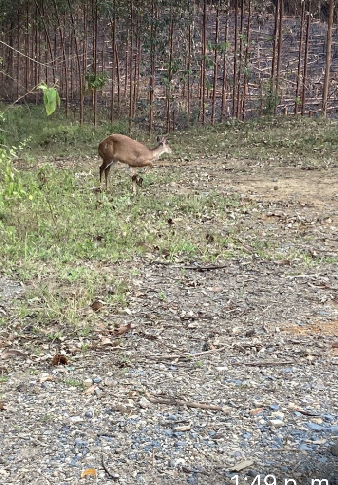 Common Red Brocket from Popayán, Cauca, CO on September 13, 2021 at 11: ...
