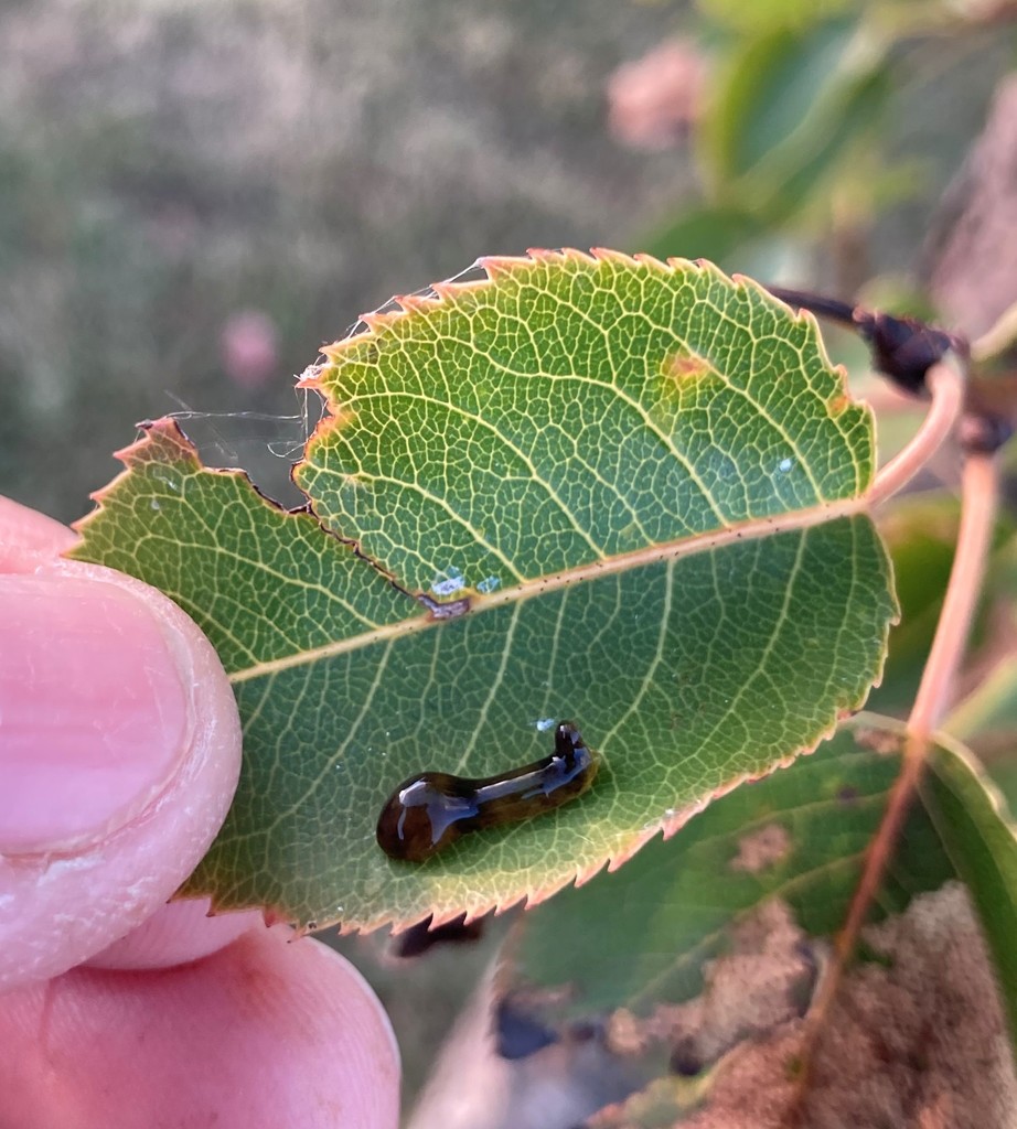 Cherry Slug Sawfly from Calgary, AB, Canada on September 13, 2021 at 07 ...