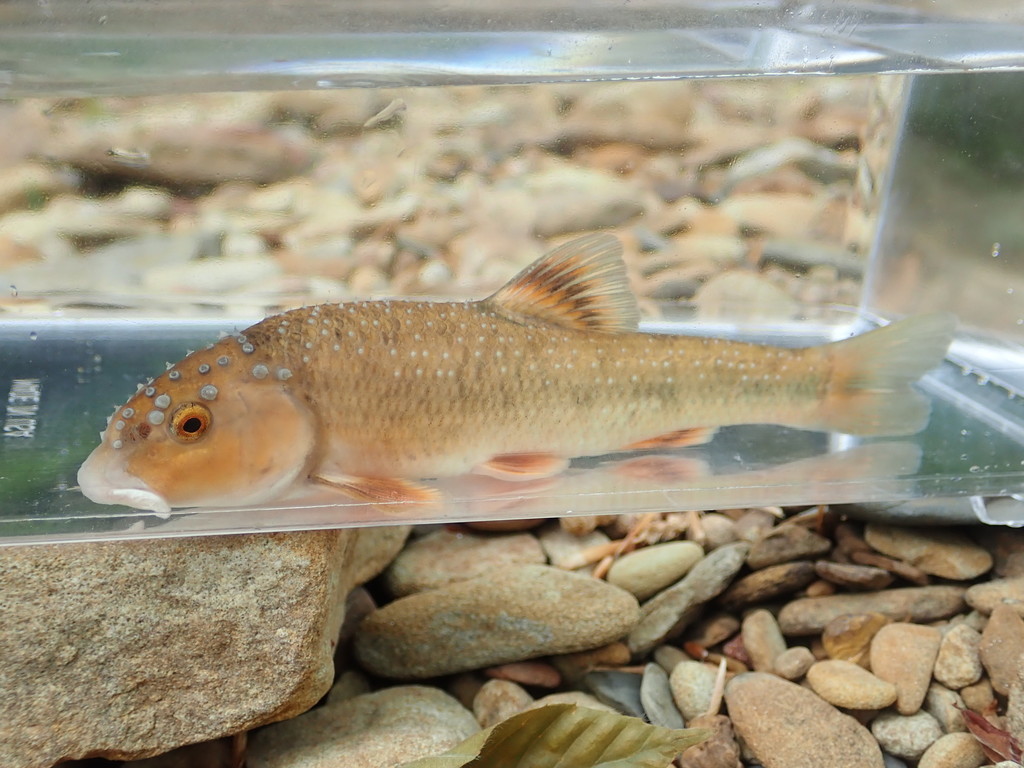 Central Stoneroller (Fishes of North Park) · iNaturalist