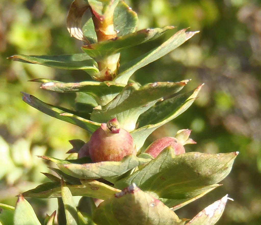 True Holly Caperose (Cliffortia ilicifolia ilicifolia) - Botanical Realm
