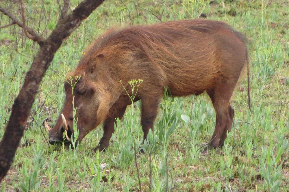 Southern Warthog from Ithala on September 20, 2015 by magdastlucia. Red ...