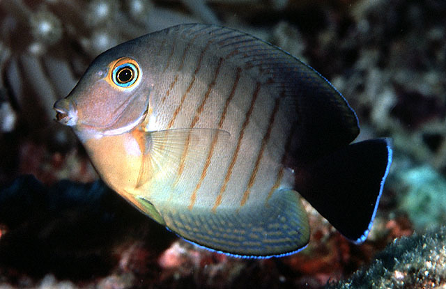 Mimic Surgeonfish (Acanthurus tristis) - Marine Life Identification
