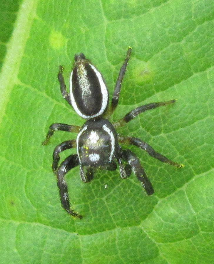 Crazy iridescent spider I found outside. Tried to look through list of ...