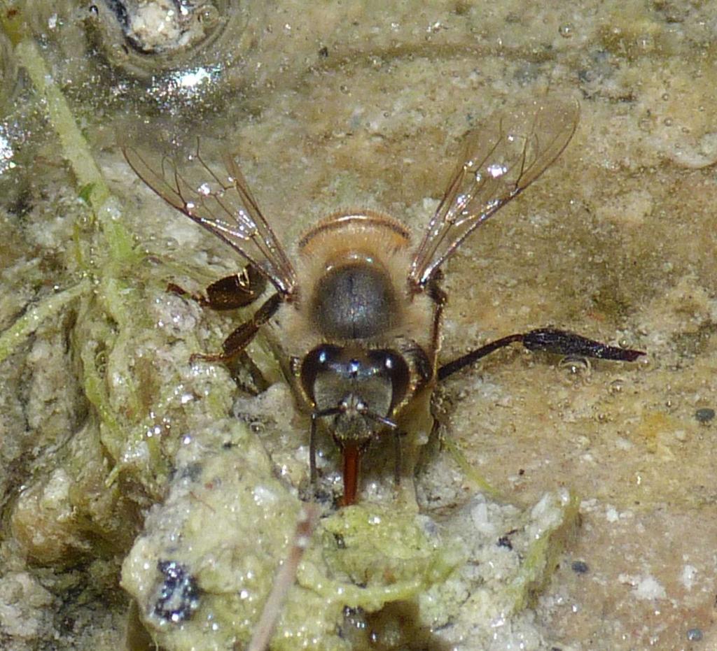 Western Honey Bee from Farm Urikos, Maltahöhe, Namibia on December 14 ...