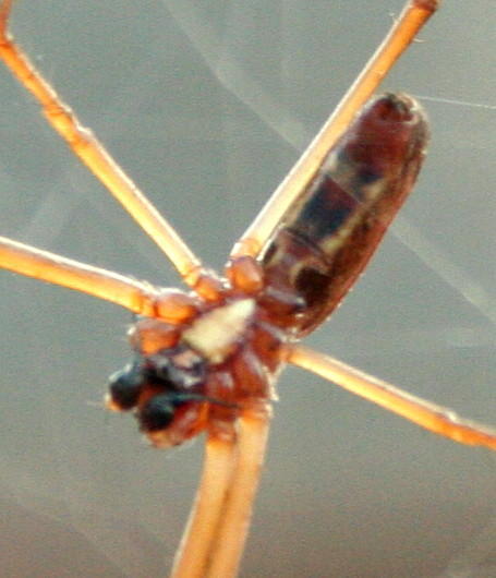 Banded-legged Golden Orb-web Spider from Riversley Farm house on April ...