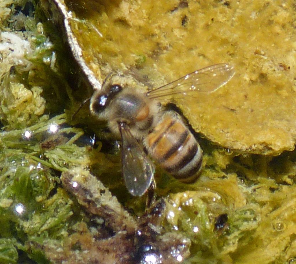 Western Honey Bee from Farm Urikos, Maltahöhe, Namibia on December 14 ...