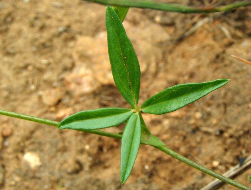 Cape Caterpillarbean (Zornia capensis) - Botanical Realm