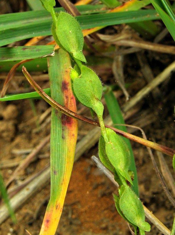 Cape Caterpillarbean (Zornia capensis) - Botanical Realm