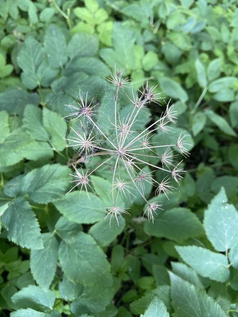Goutweed from Mount Royal Park, Montréal, QC, CA on September 14, 2021 ...