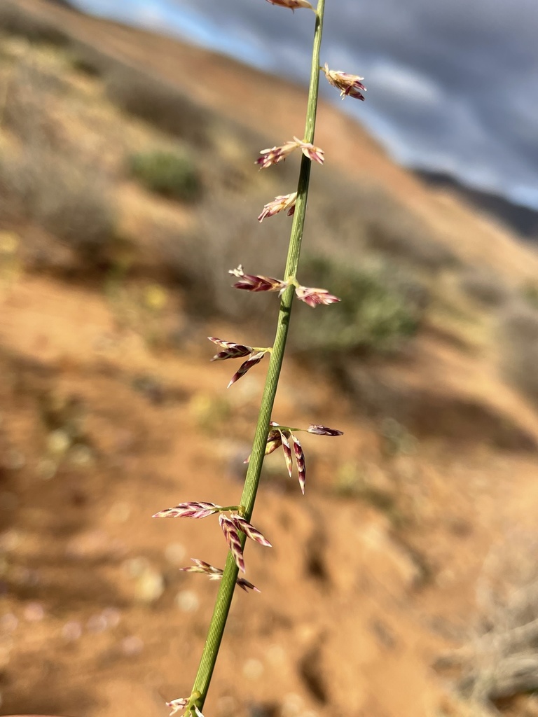 Spiny Love Grass in September 2021 by Matt Berger · iNaturalist