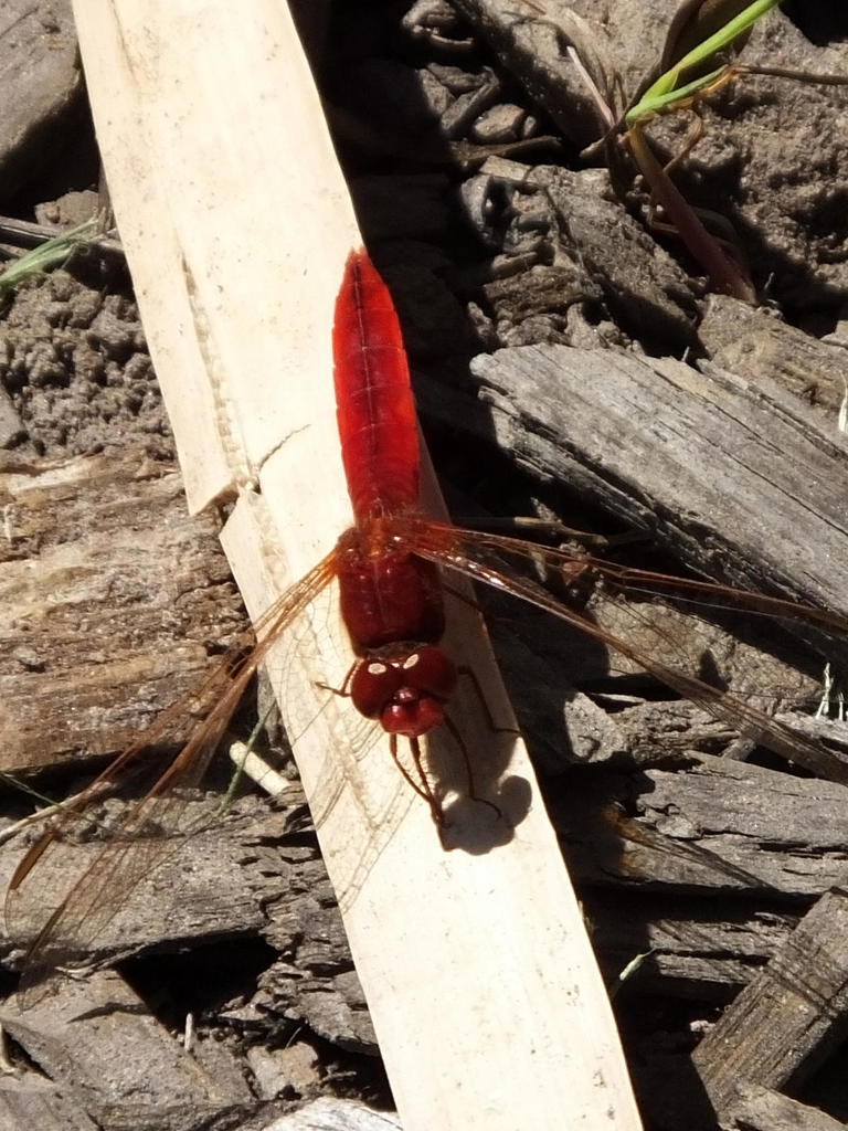 Broad Scarlet from Glenwood wetland on January 20, 2015 by Colin ...