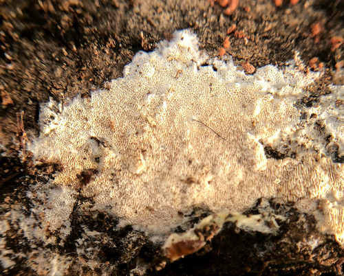 Xylodon subflaviporus · iNaturalist