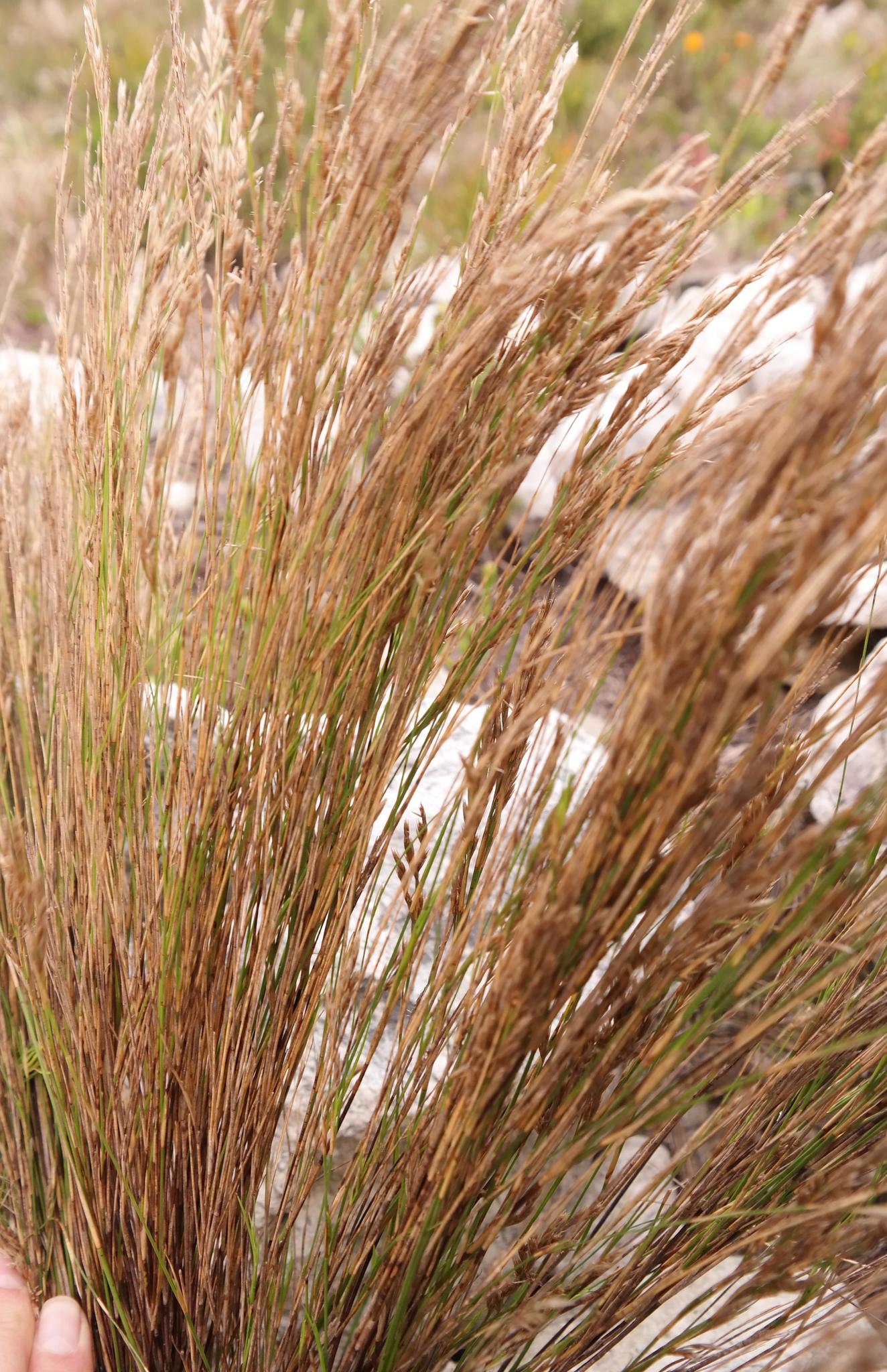 Restio festuciformis Nees ex Mast.