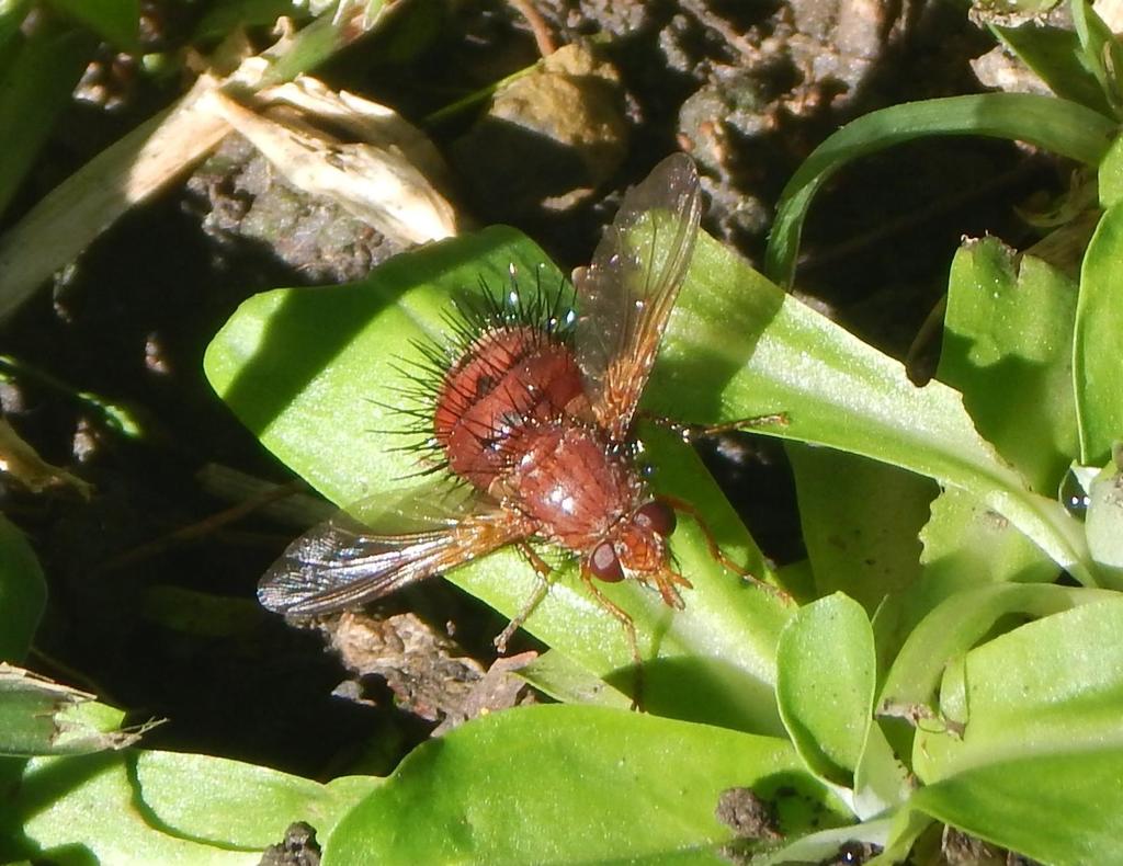Magic Hedgehog Fly from East London on June 7, 2015 by qgrobler. Fly ...