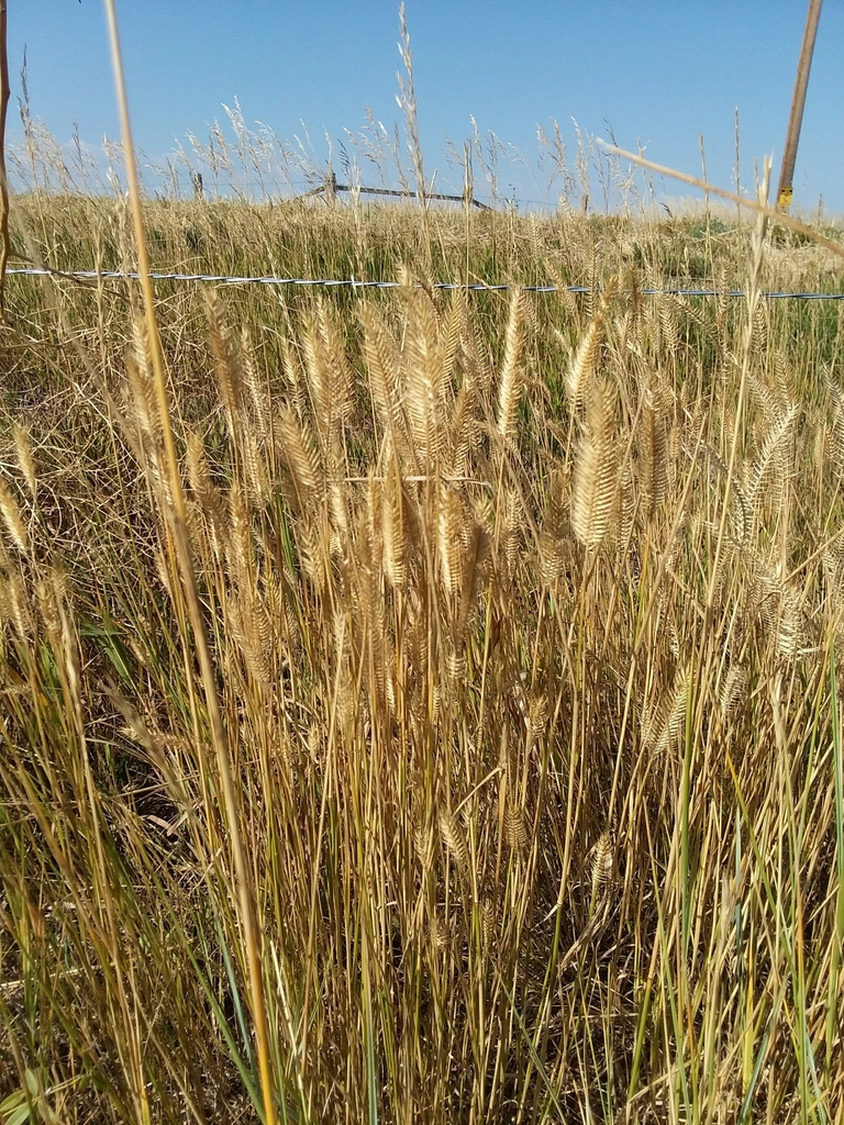 Crested Wheatgrass from Nunn, CO 80648, USA on September 14, 2021 at 10 ...
