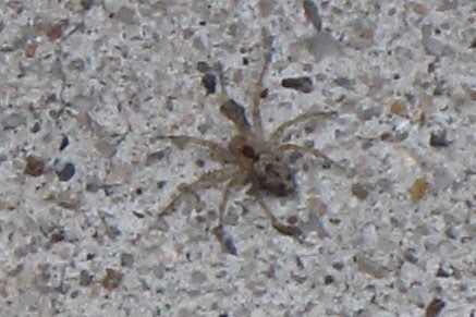 Wall Spiders in September 2021 by Jerry Kosanovich · iNaturalist