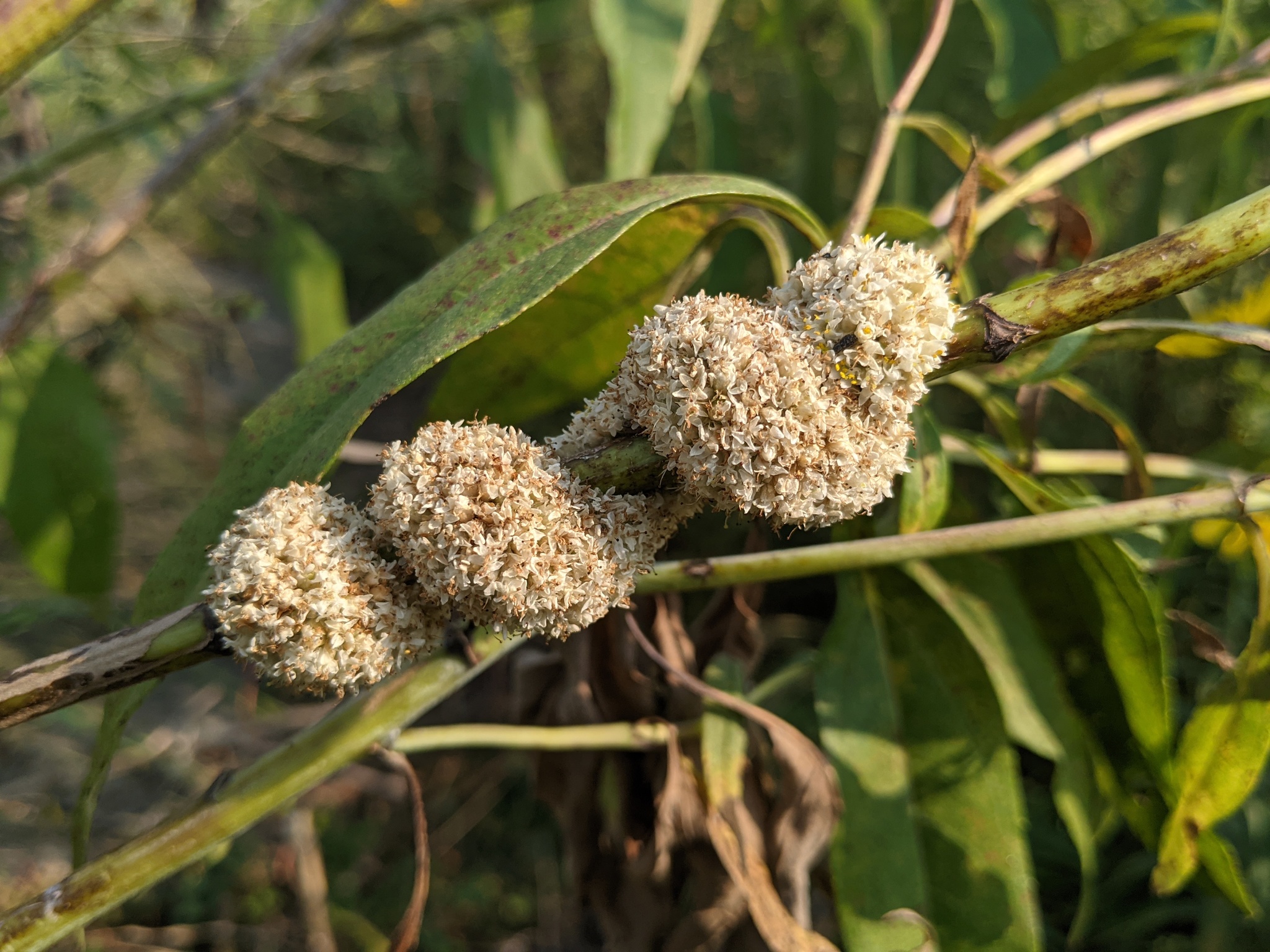 Week 2 Plant List: Middlefork Savanna · BioDiversity4All