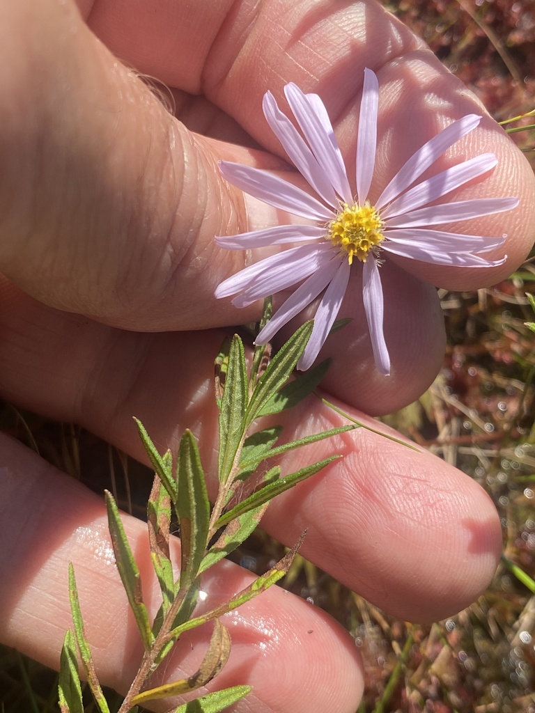 bog aster (Oclemena nemoralis) - Botanical Realm