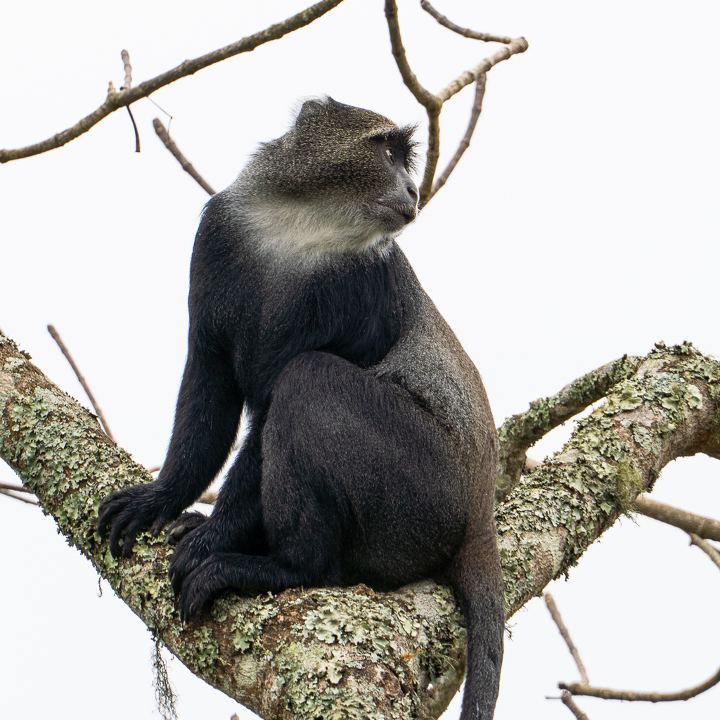 Blue Monkey from Meru, Tanzania on August 01, 2021 at 02:11 AM by ...