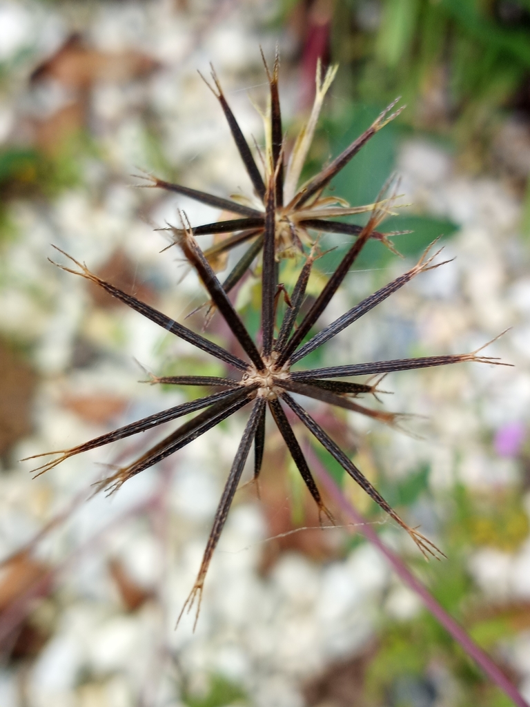 Spanish needles from Denton, MD 21629, USA on September 13, 2021 at 12: ...